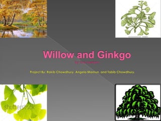 Willow and Ginkgo | PPTX
