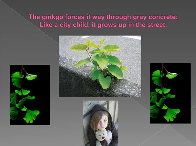 Willow and Ginkgo | PPT