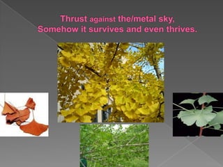 Willow and Ginkgo | PPTX