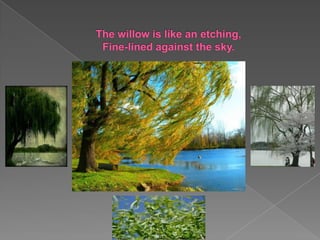 Willow and Ginkgo | PPTX