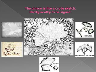 Willow and Ginkgo | PPTX