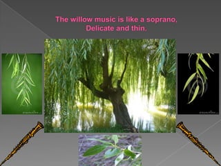 Willow and Ginkgo | PPTX