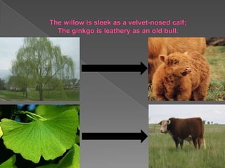 Willow and Ginkgo | PPTX