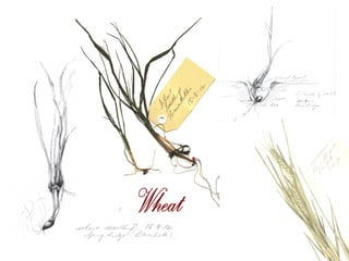 Land Biography Presentation Willow Tree | PPT