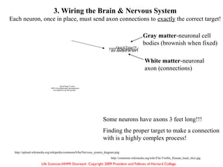 Wilson presentation | PPT