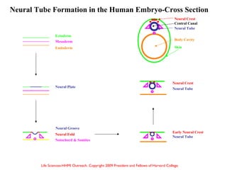 Wilson presentation | PPT