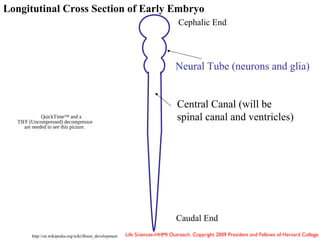 Wilson presentation | PPT