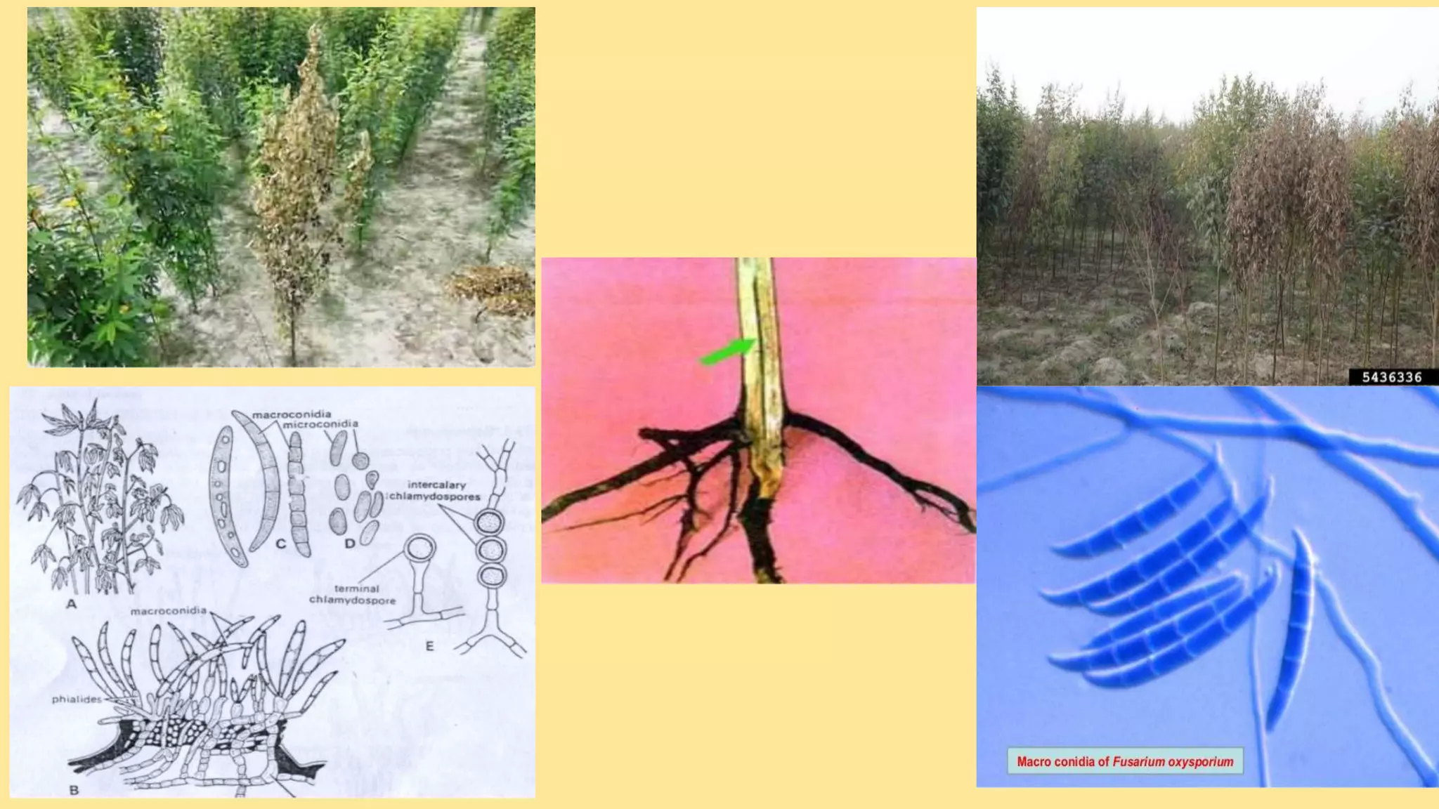 Wilt of arhar | PPTX