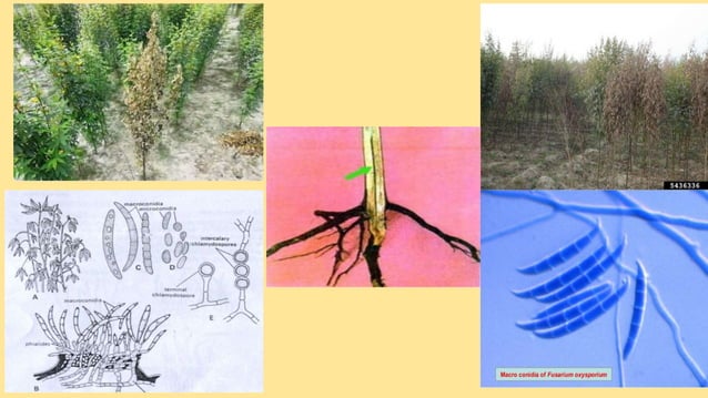 Wilt of arhar | PPTX