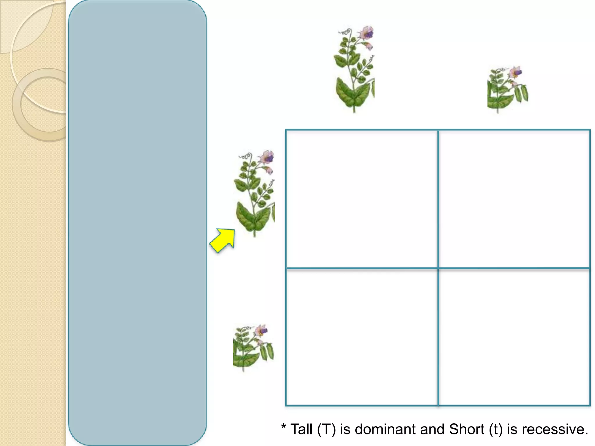 Punnett Square Intro | PPTX