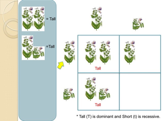 Punnett Square Intro | PPT