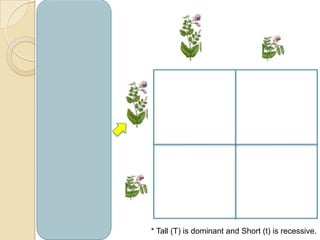 Punnett Square Intro | PPTX