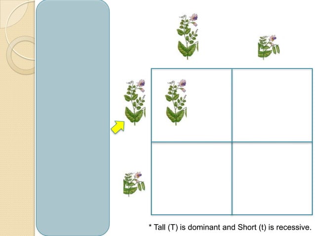 Punnett Square Intro | PPT