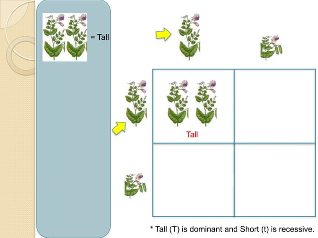 Punnett Square Intro | PPT | Free Download