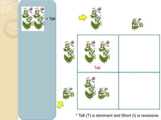 Punnett Square Intro | PPTX
