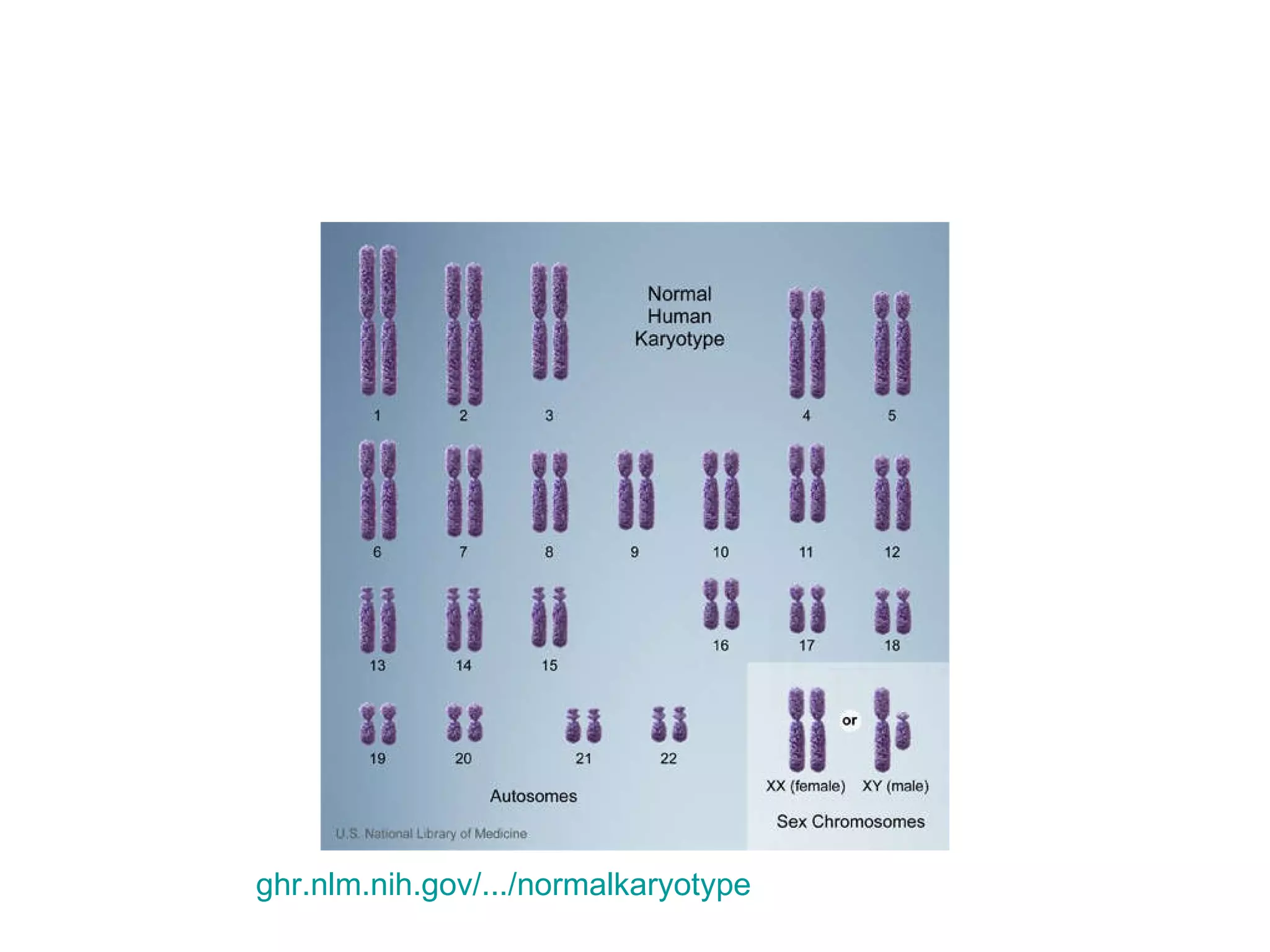 The Karyotype | PPT | Genetics | Science