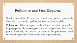 Wind as an ecological factor and its importance | PPTX
