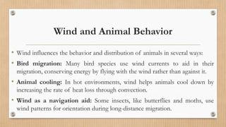 Wind as an ecological factor and its importance | PPTX