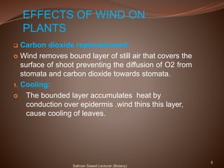 Wind as an Ecological Factor by Salman Saeed | PPTX