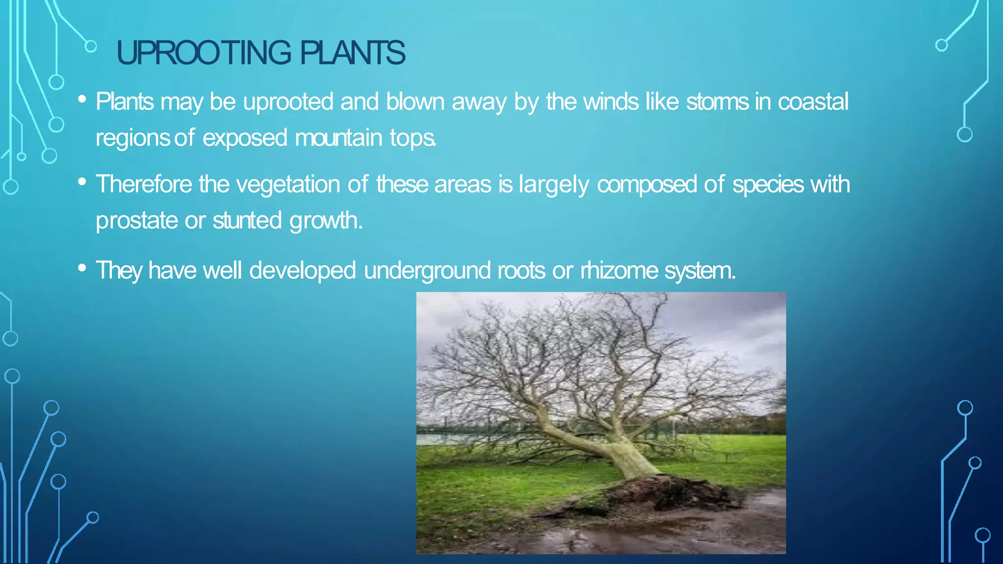 Wind as an ecological factor | PDF
