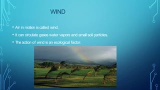 Wind as an ecological factor | PDF
