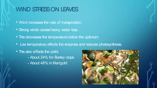 Wind as an ecological factor | PDF