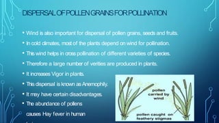 Wind as an ecological factor | PDF