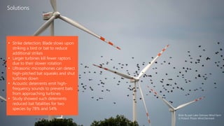 Birds, Bats & Wind Turbines | PPTX