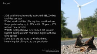 Birds, Bats & Wind Turbines | PPTX