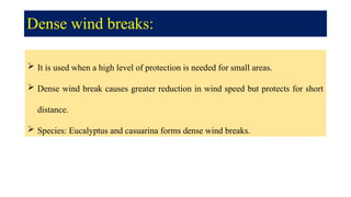 Wind break- 1st year.pptxiro383kei8eieke8e | PPTX