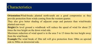 Wind break- 1st year.pptxiro383kei8eieke8e | PPTX