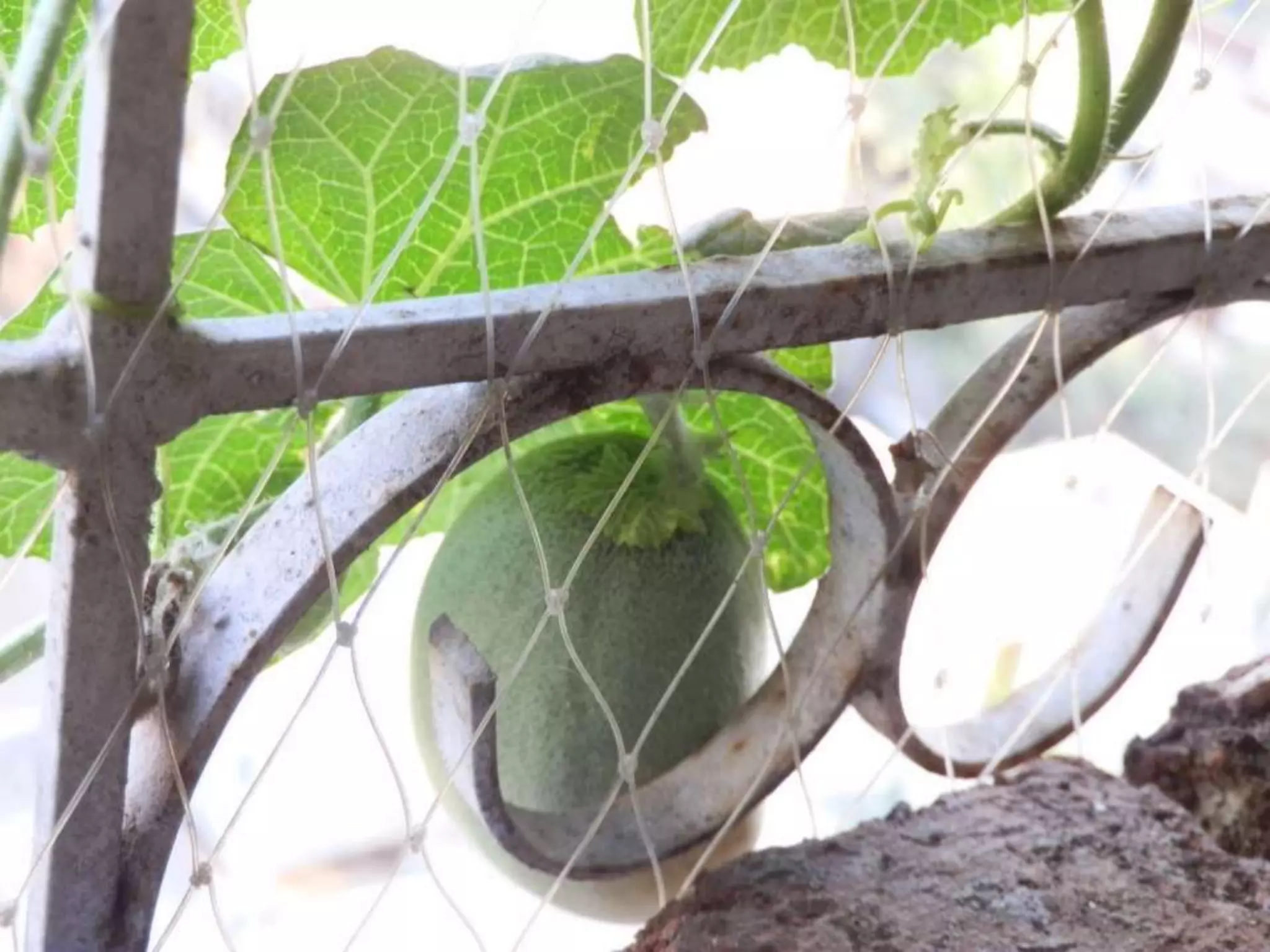 Window farming | PPTX | Gardening | Home & Garden