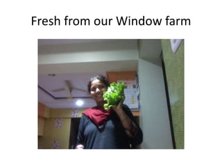 Window farming | PPTX | Gardening | Home & Garden