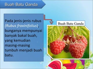 BUAH (FRUCTUS) | PPT