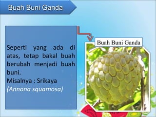 BUAH (FRUCTUS) | PPT