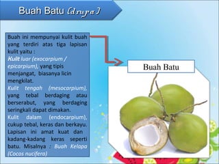 BUAH (FRUCTUS) | PPT