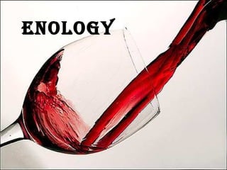 Enology - Wine | PPT