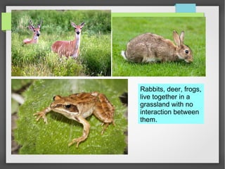 Ecological Interactions - Mutualism, Commensalism & Neutralism | PPT