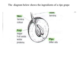 Wine Knowledge | PPT