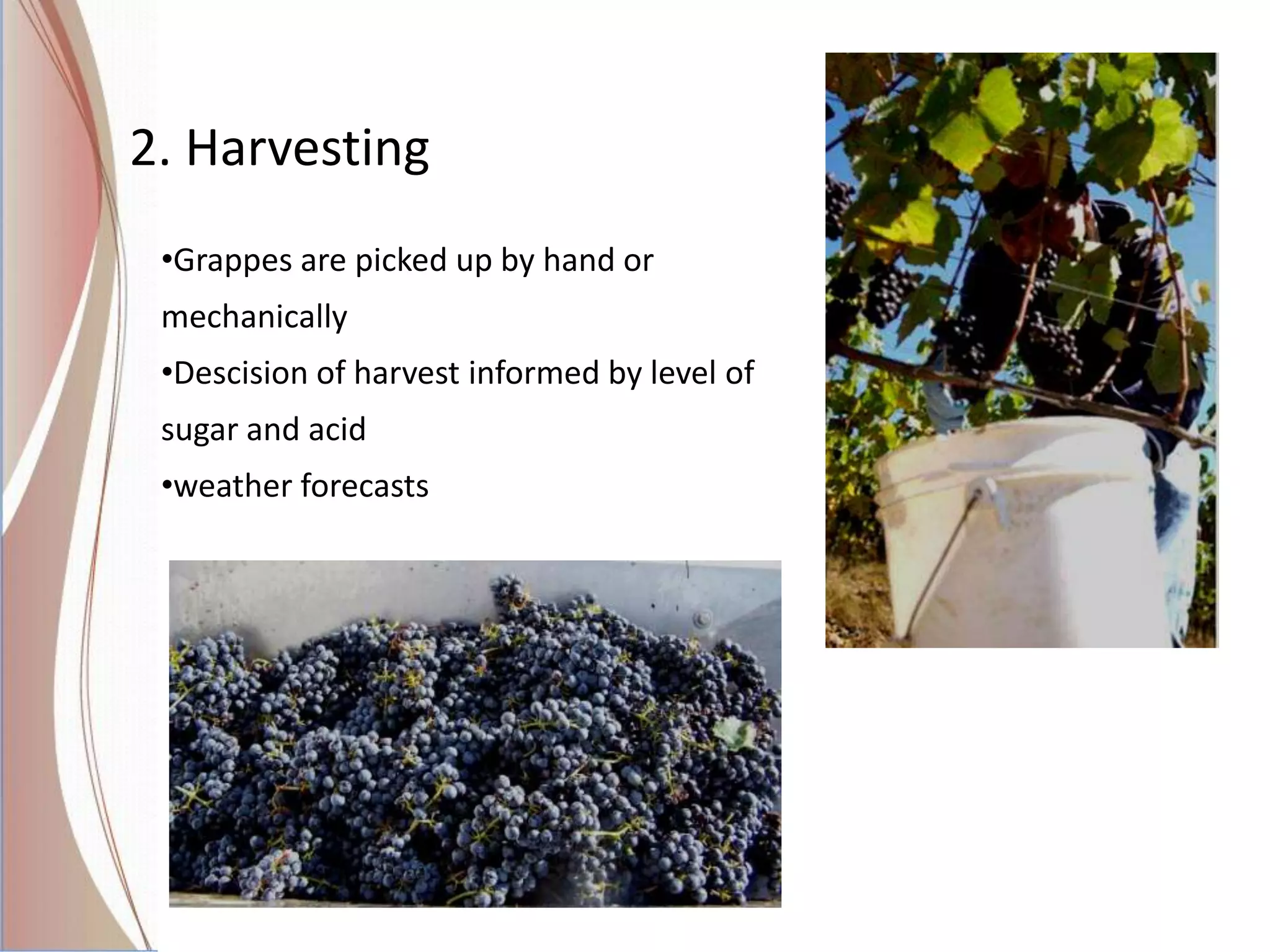 Wine production | PPTX