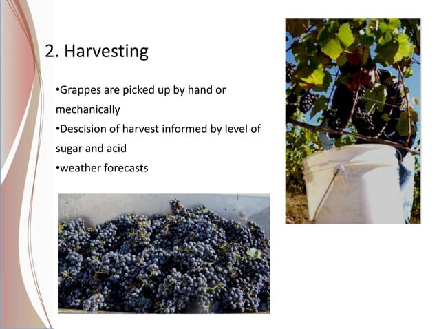Wine production | PPTX | Alcoholic Beverages | Food & Drink