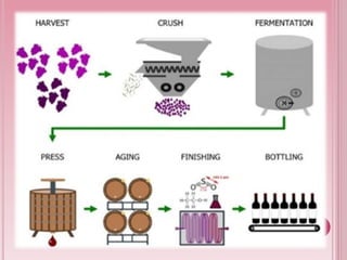 Fermentation Process Of Wine