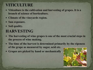 wine production (large scale production).pptx