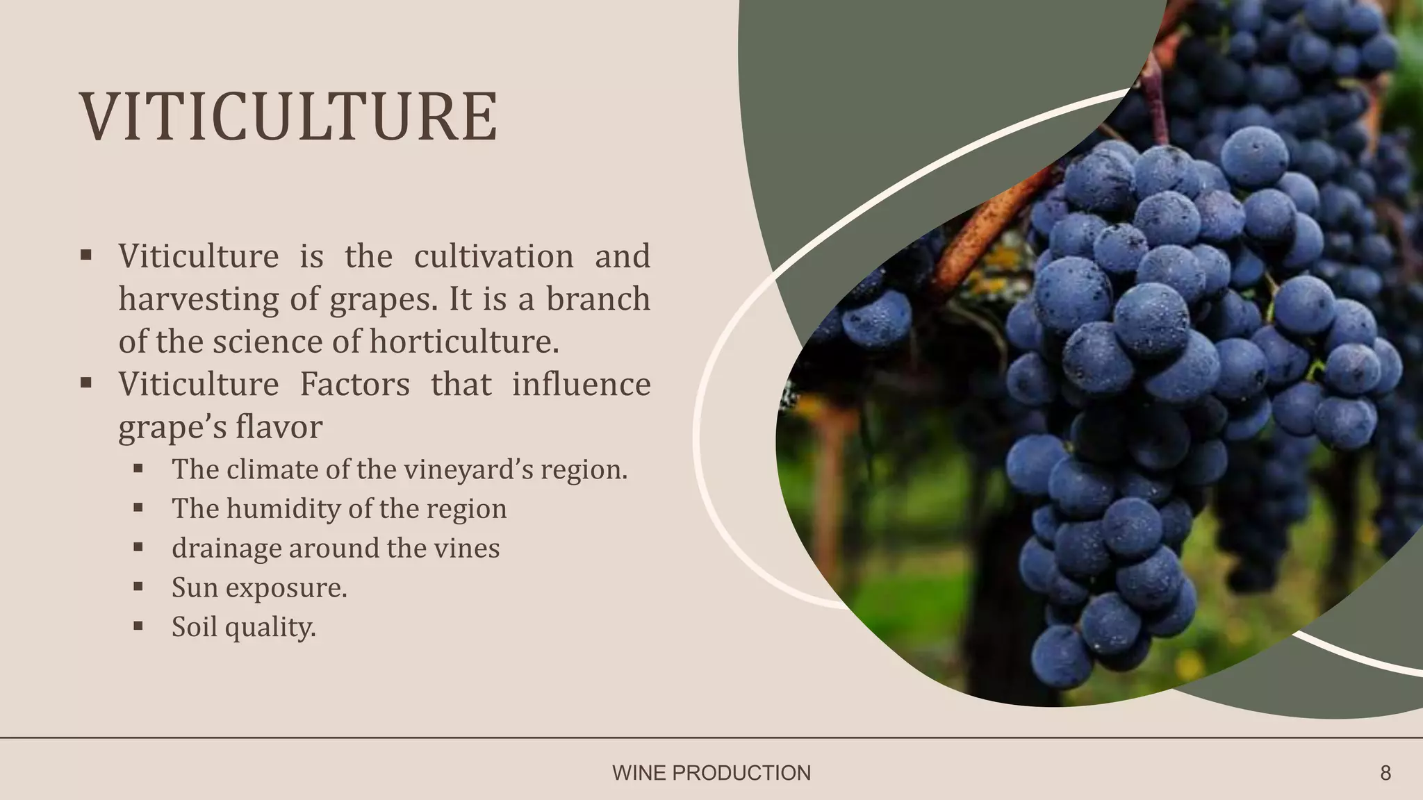 WINE PRODUCTION ppt.pptx