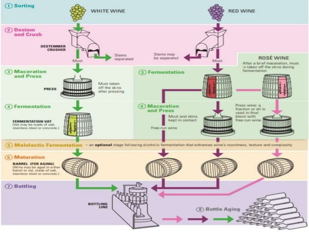 Wine producttion | PPT