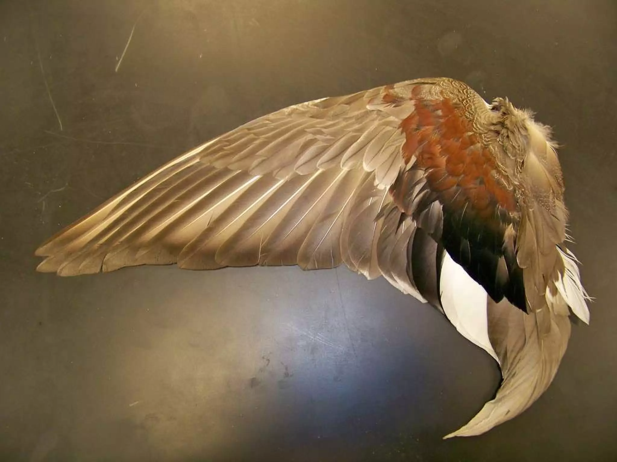 Wing Flashcards | PPT