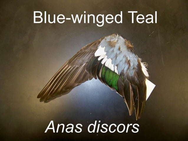 Wing Flashcards | PPT