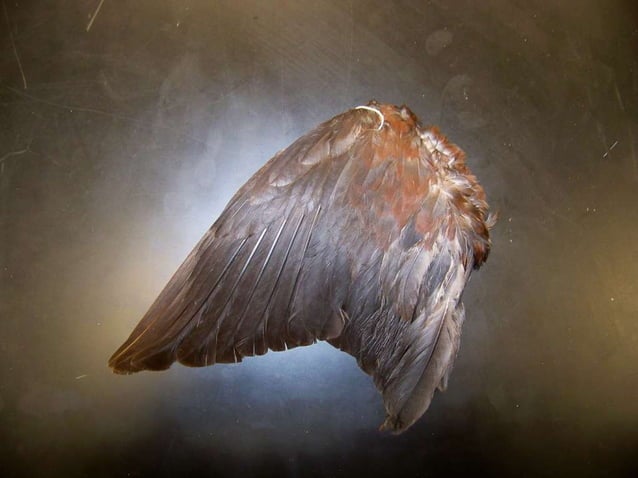 Wing Flashcards | PPT