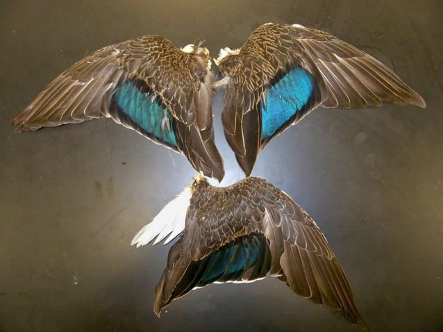 Wing Flashcards | PPT