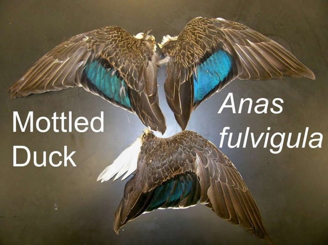 Wing Flashcards | PPT